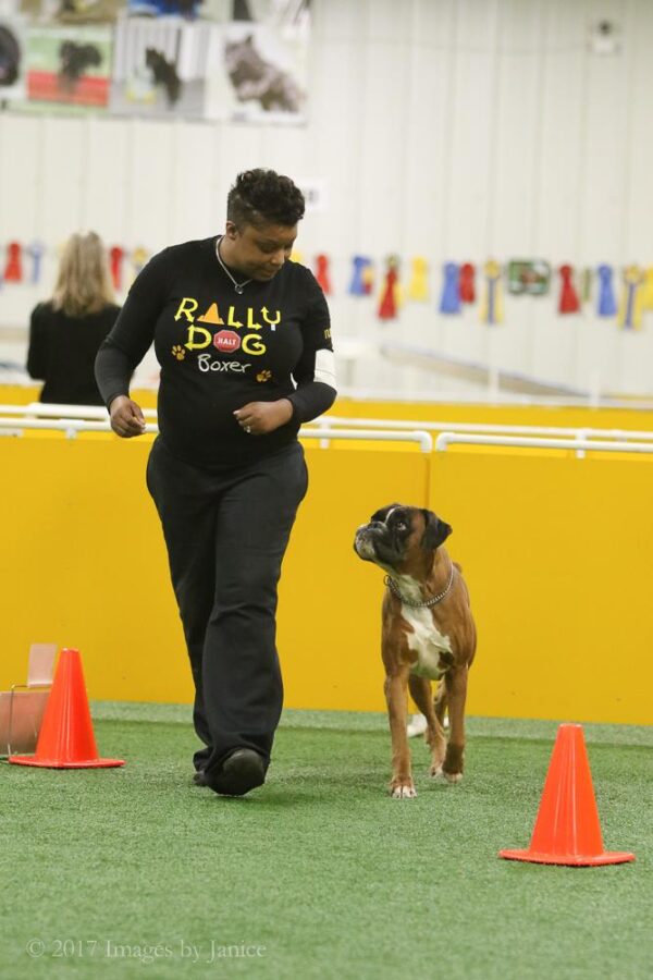 Evolution Dog Training, LLC